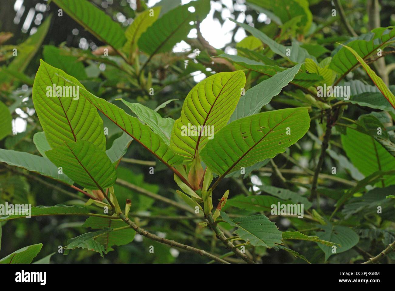 Kratom (Mitragyna speciosa) Tree Stock Photo - Alamy