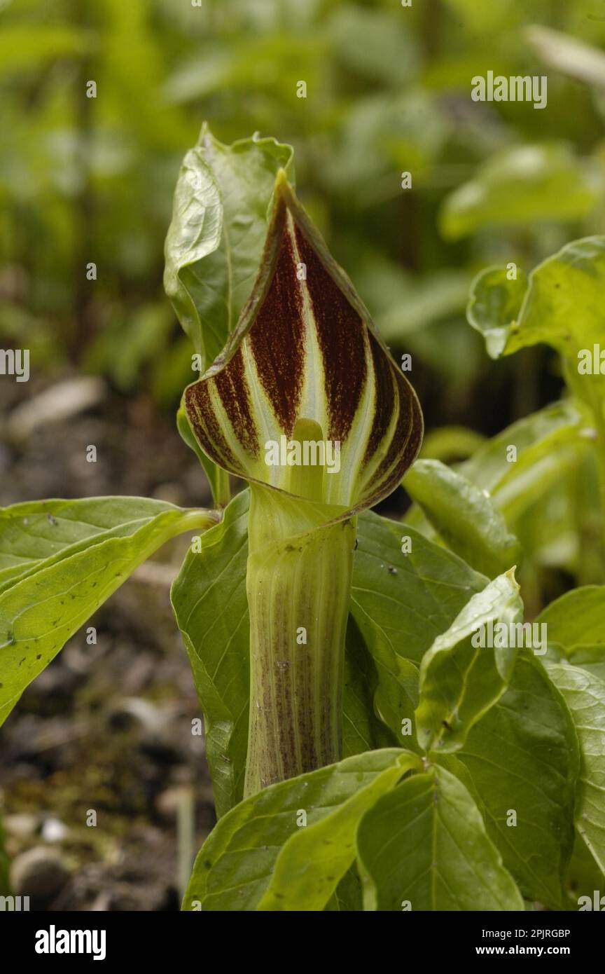 Three-blade fire flask Stock Photo - Alamy
