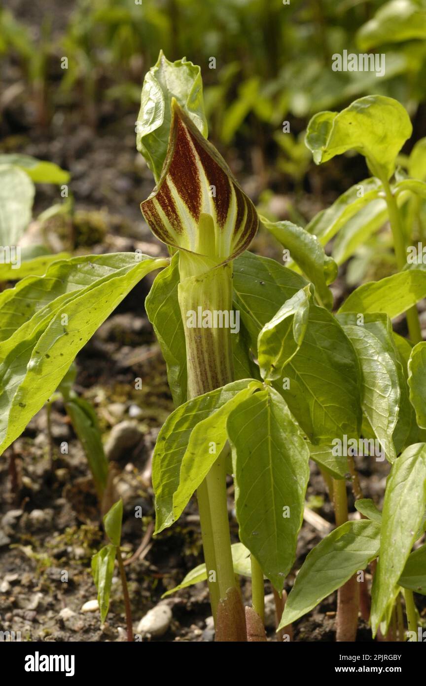 Three-blade fire flask Stock Photo - Alamy