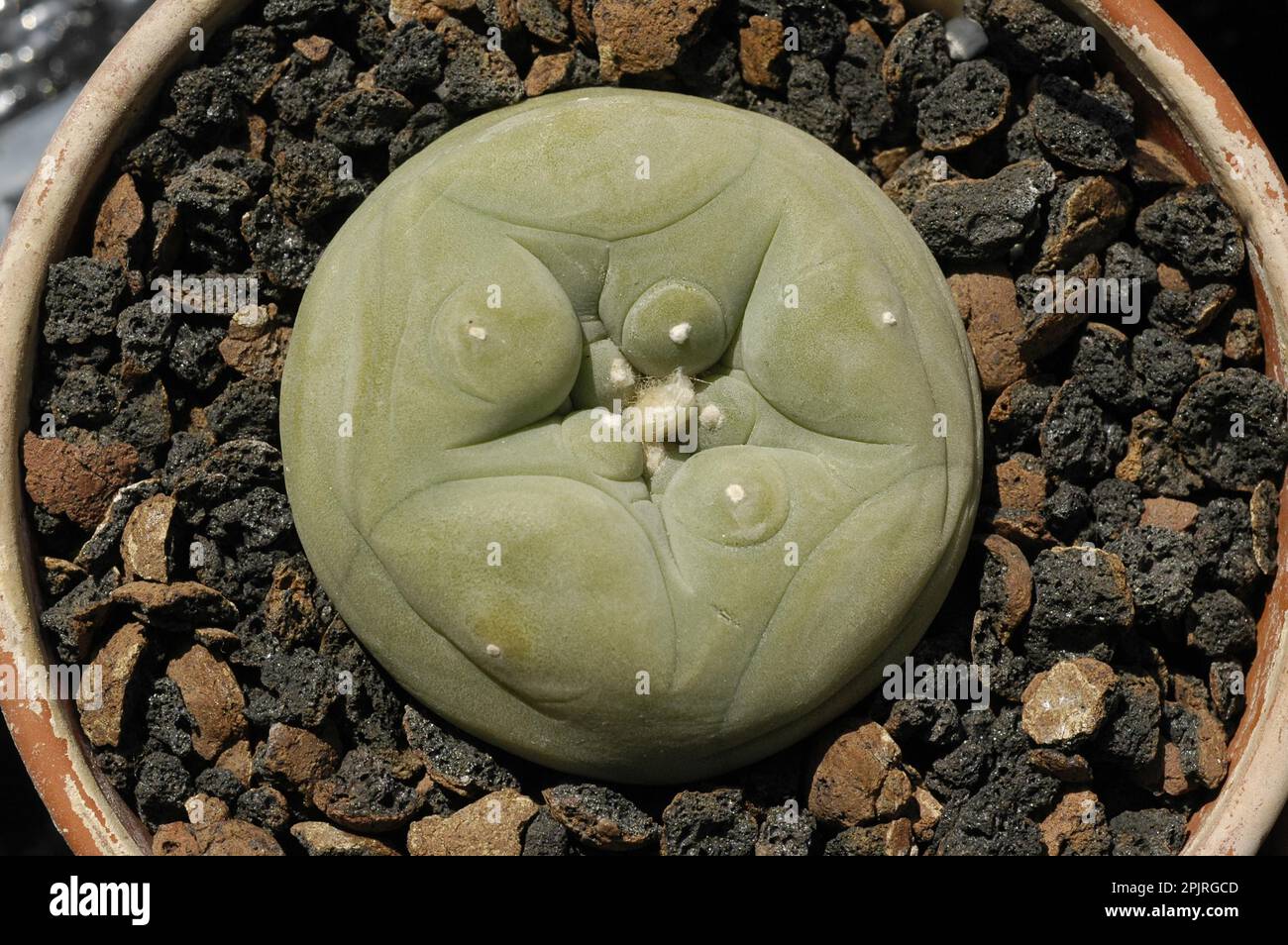 Peyote drug hi-res stock photography and images - Alamy
