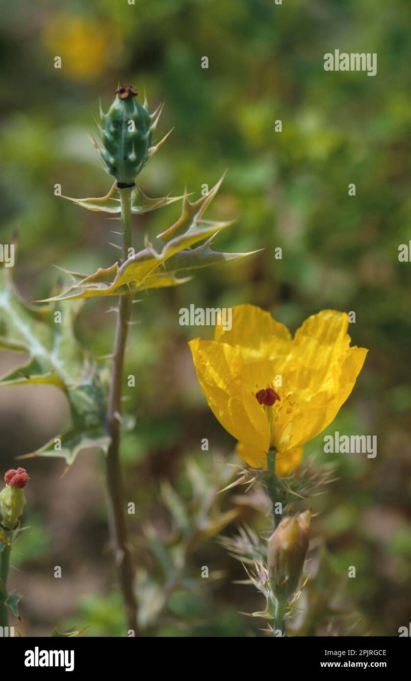 Mexican poppy (Argemone mexicana Stock Photo - Alamy