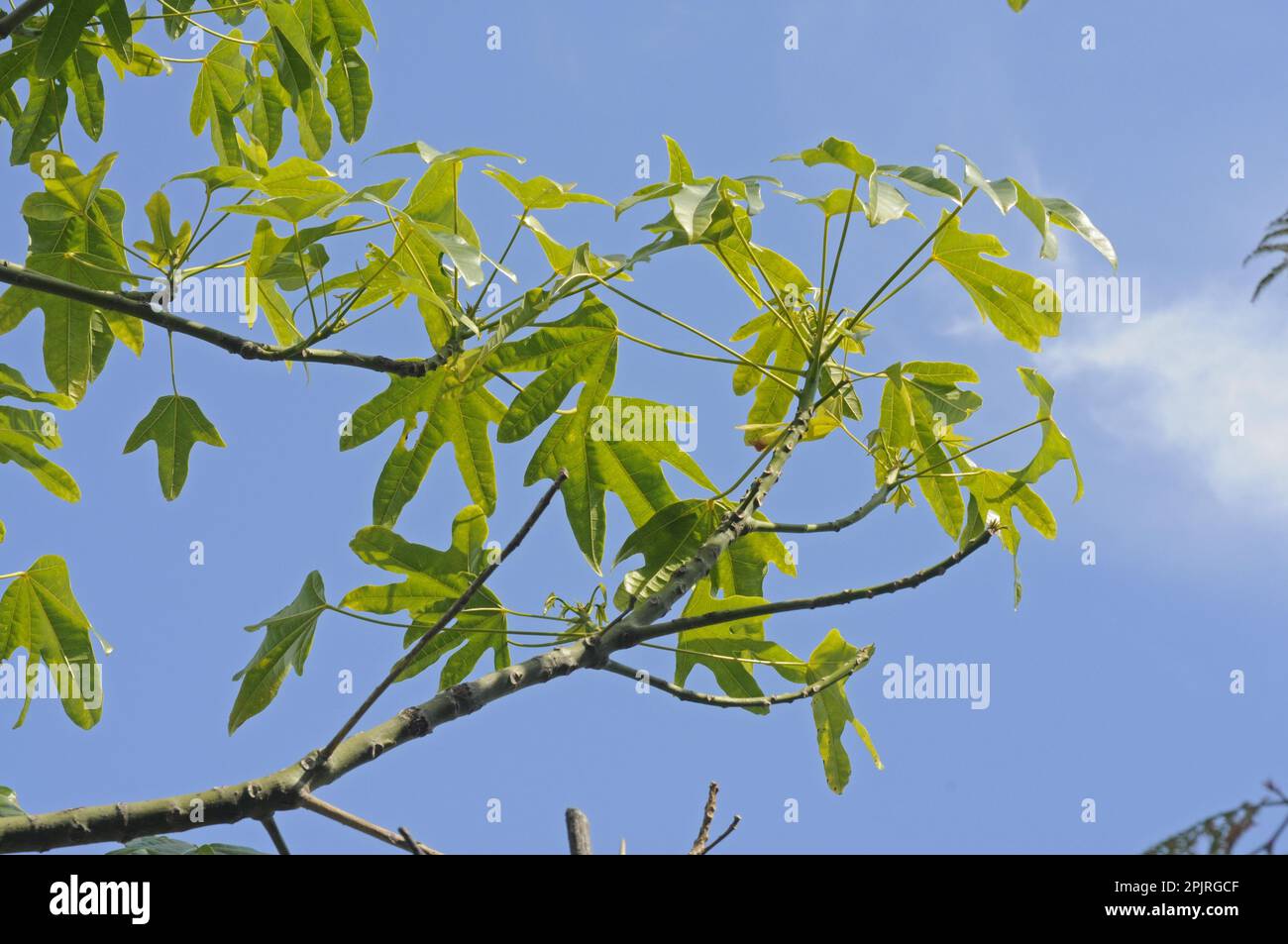 Bottle Tree, Australian Flame Tree Stock Photo - Alamy