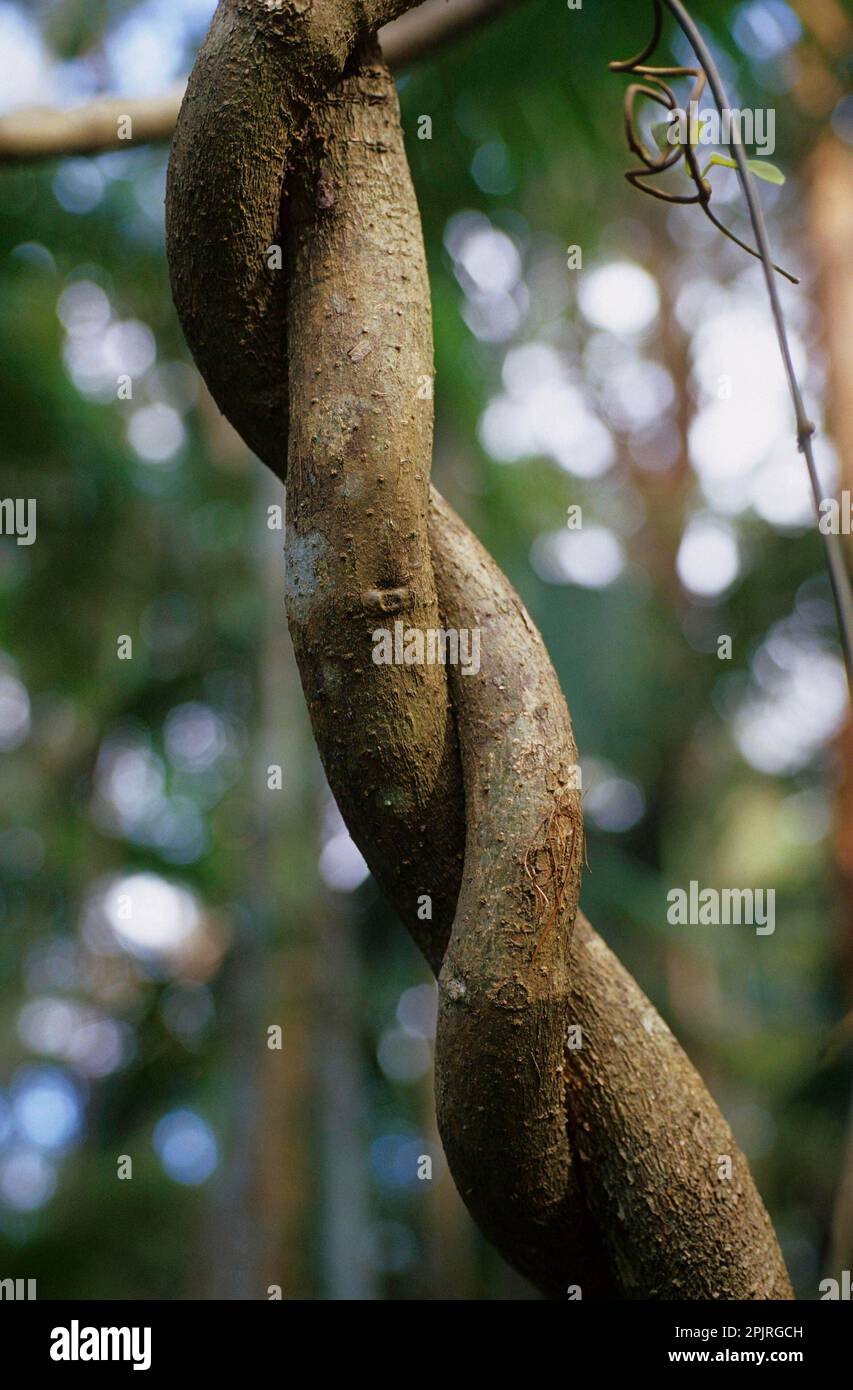 Yage (Banisteriopsis caapi Stock Photo - Alamy