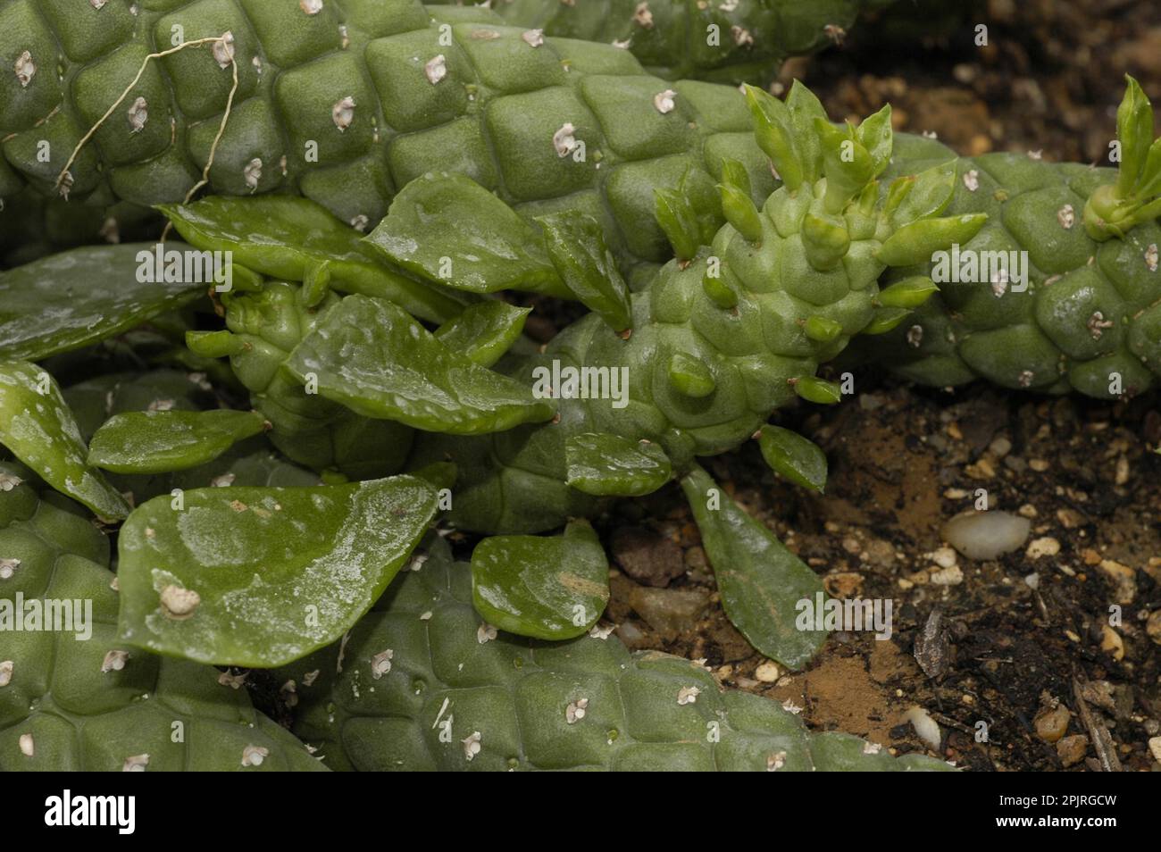 Monadenium hi-res stock photography and images - Alamy