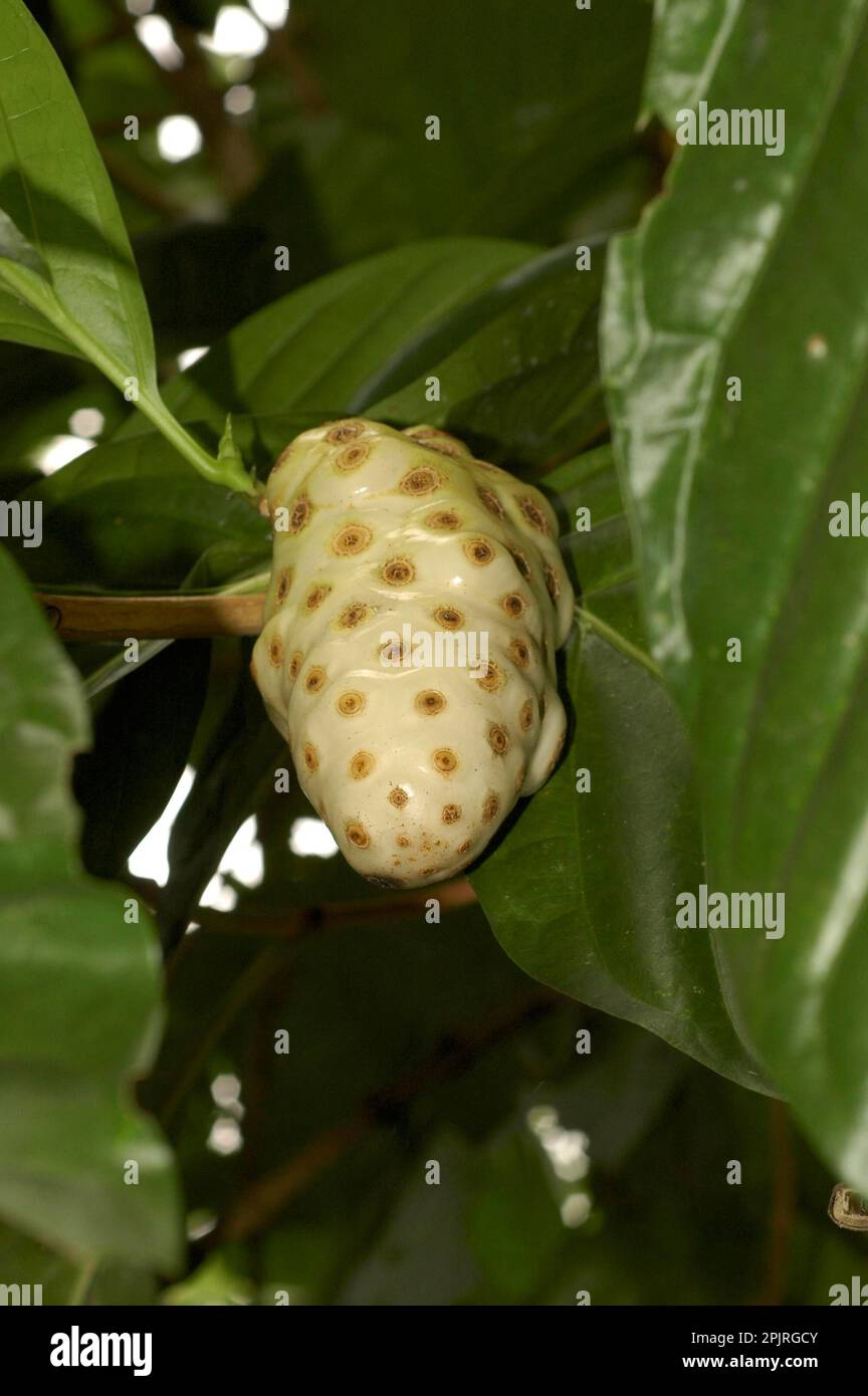 Great morinda (Morinda citrifolia Stock Photo - Alamy