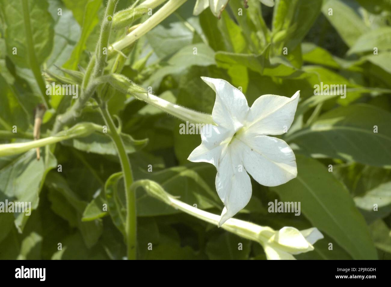 Tobacco drug hi-res stock photography and images - Alamy
