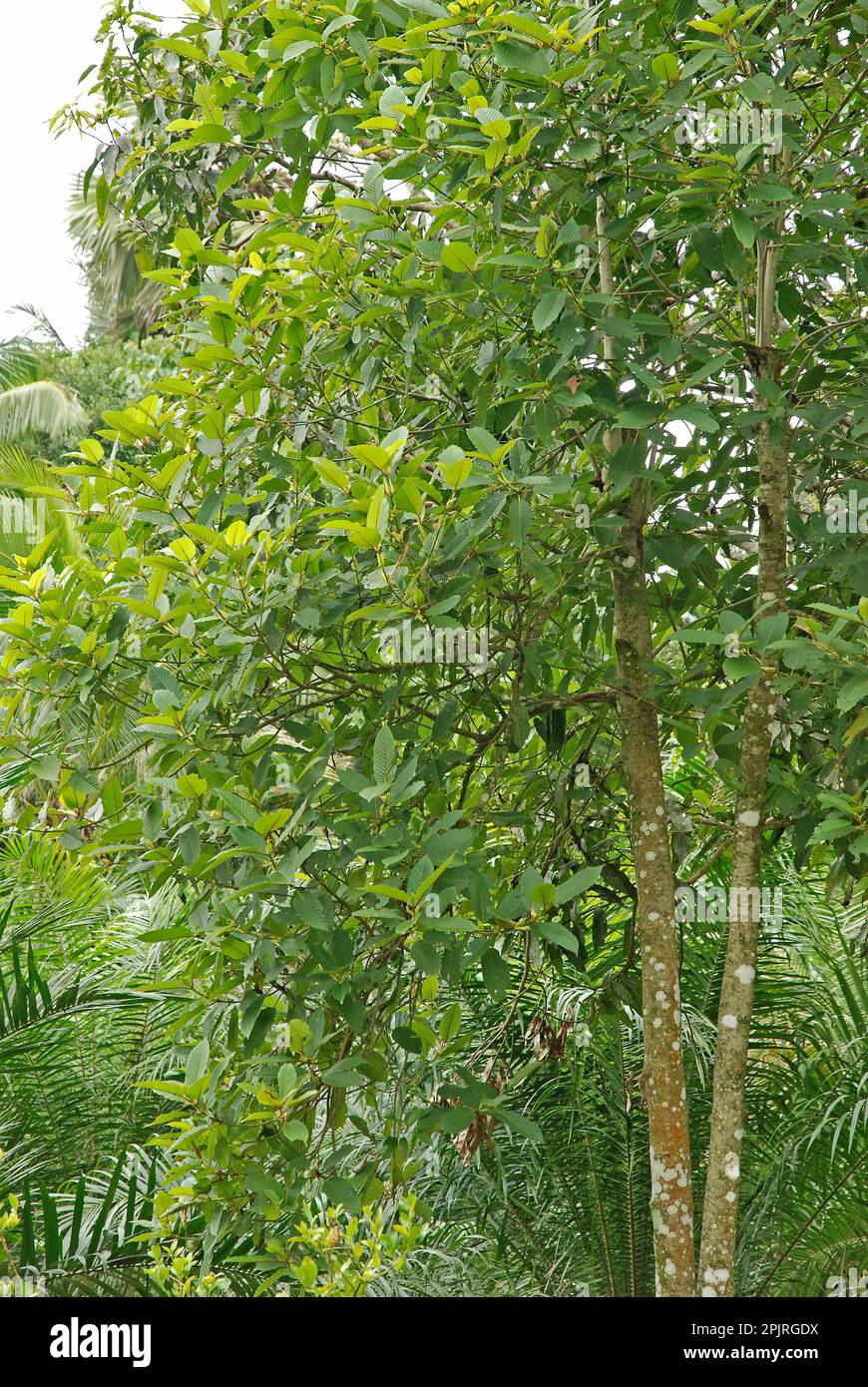 Kratom (Mitragyna speciosa) Tree Stock Photo - Alamy