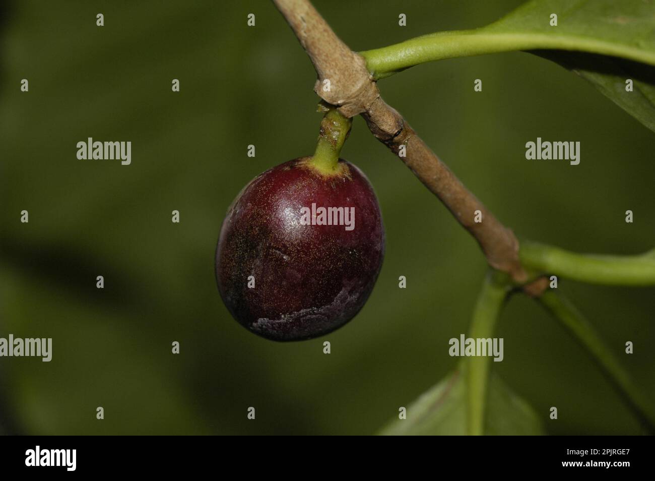 Coffee bush coffea canephora hi-res stock photography and images - Alamy