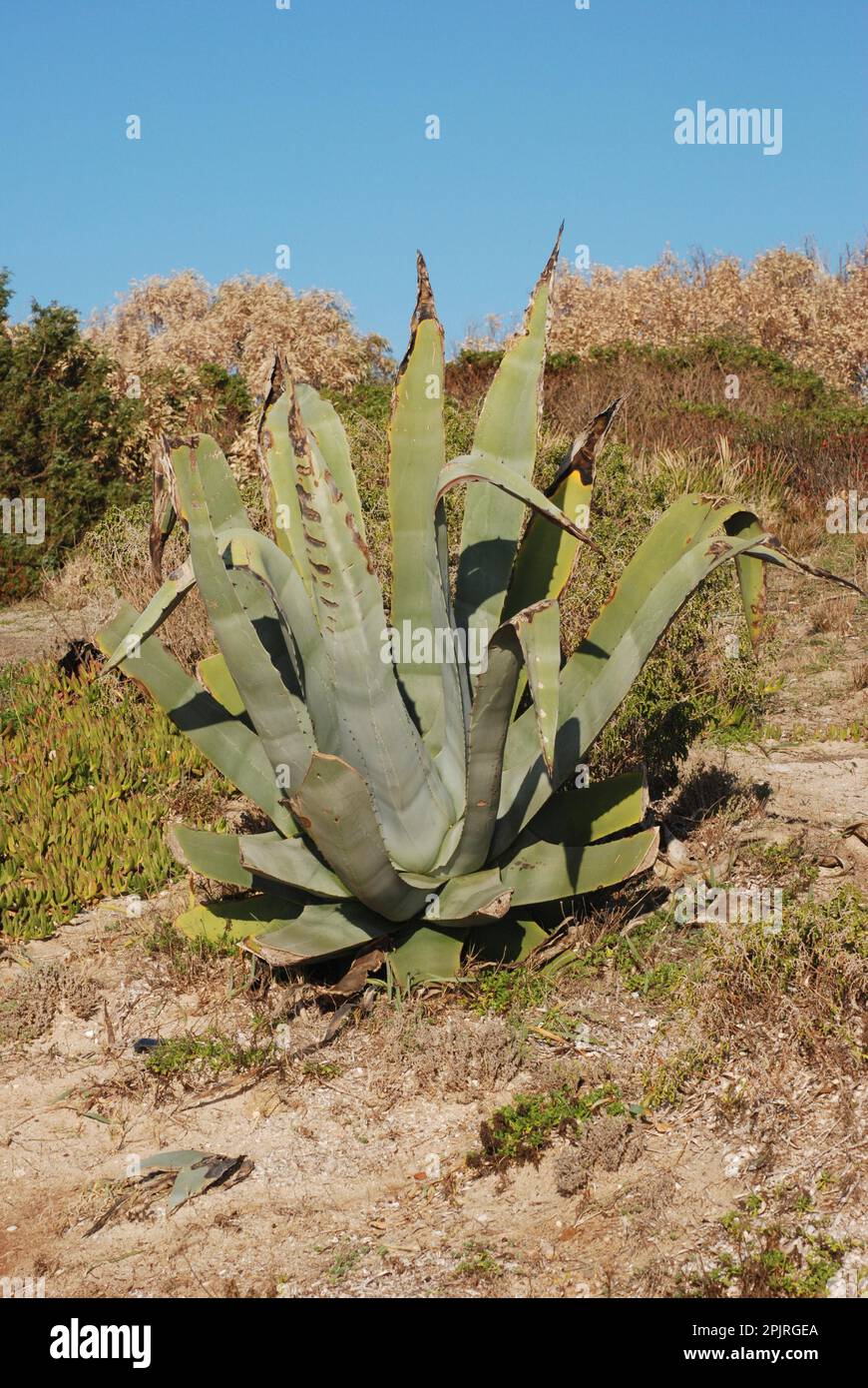 Century Plant (Agave), Maguey Stock Photo - Alamy