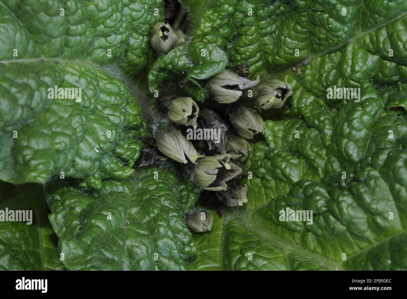 Alraune hi-res stock photography and images - Alamy