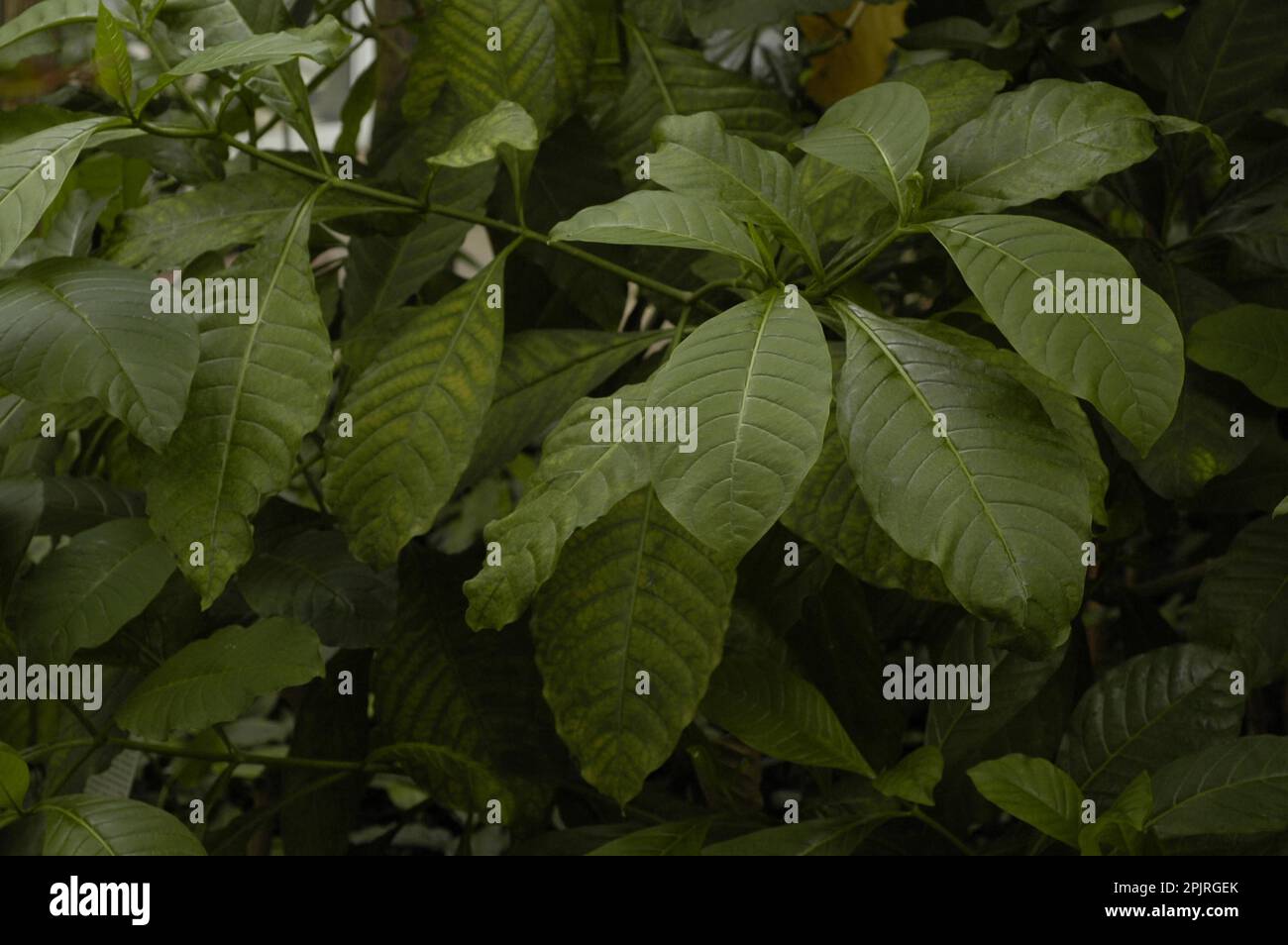 African medicinal plant hi-res stock photography and images - Alamy