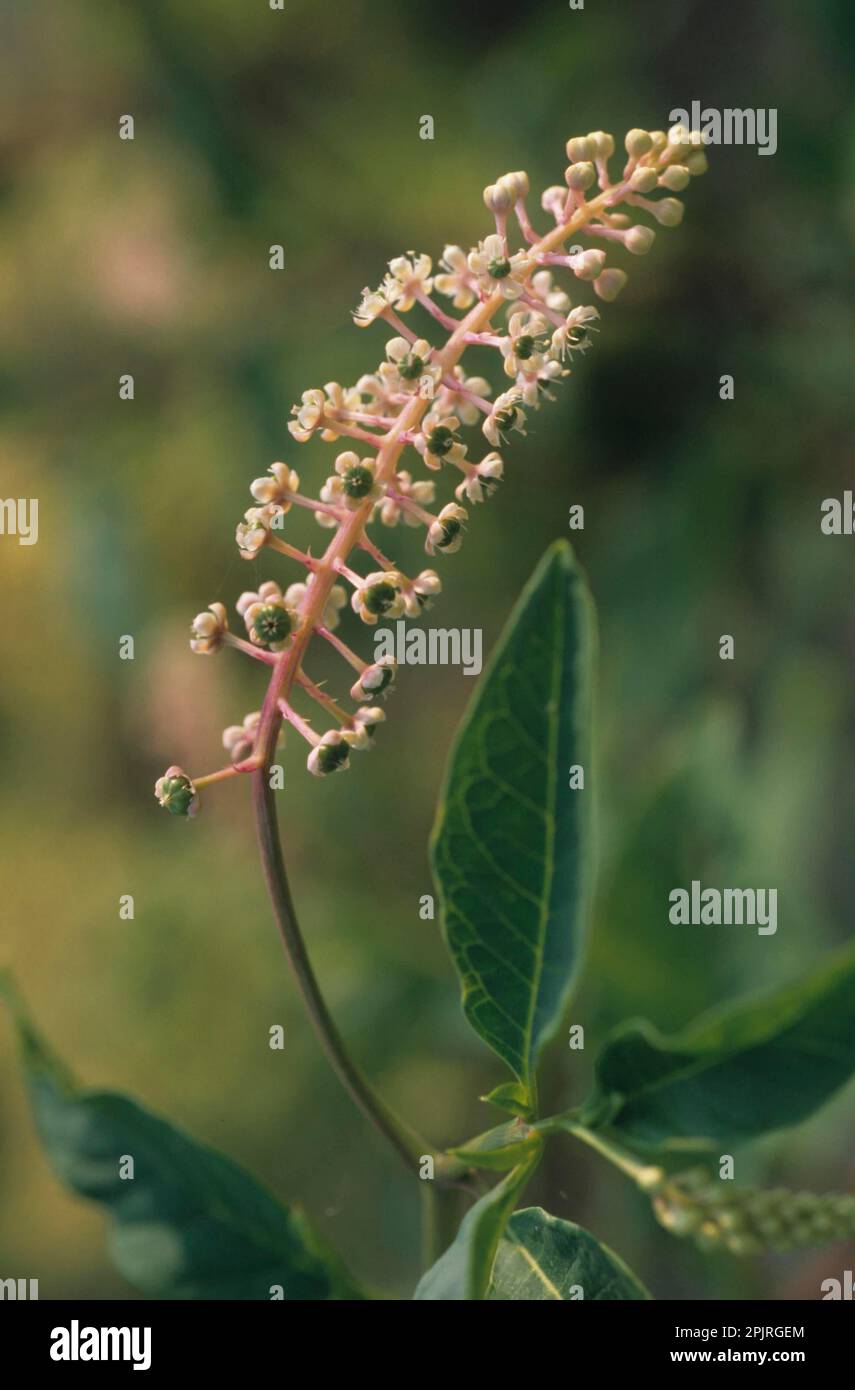 Poke plants hi-res stock photography and images - Alamy