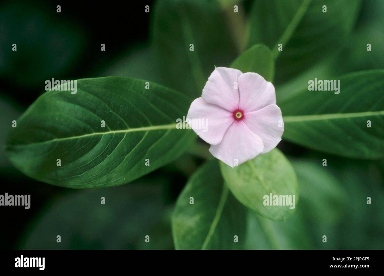 Madagascar Periwinkle (Catharanthus roseus), Rosy Periwinkle Stock ...