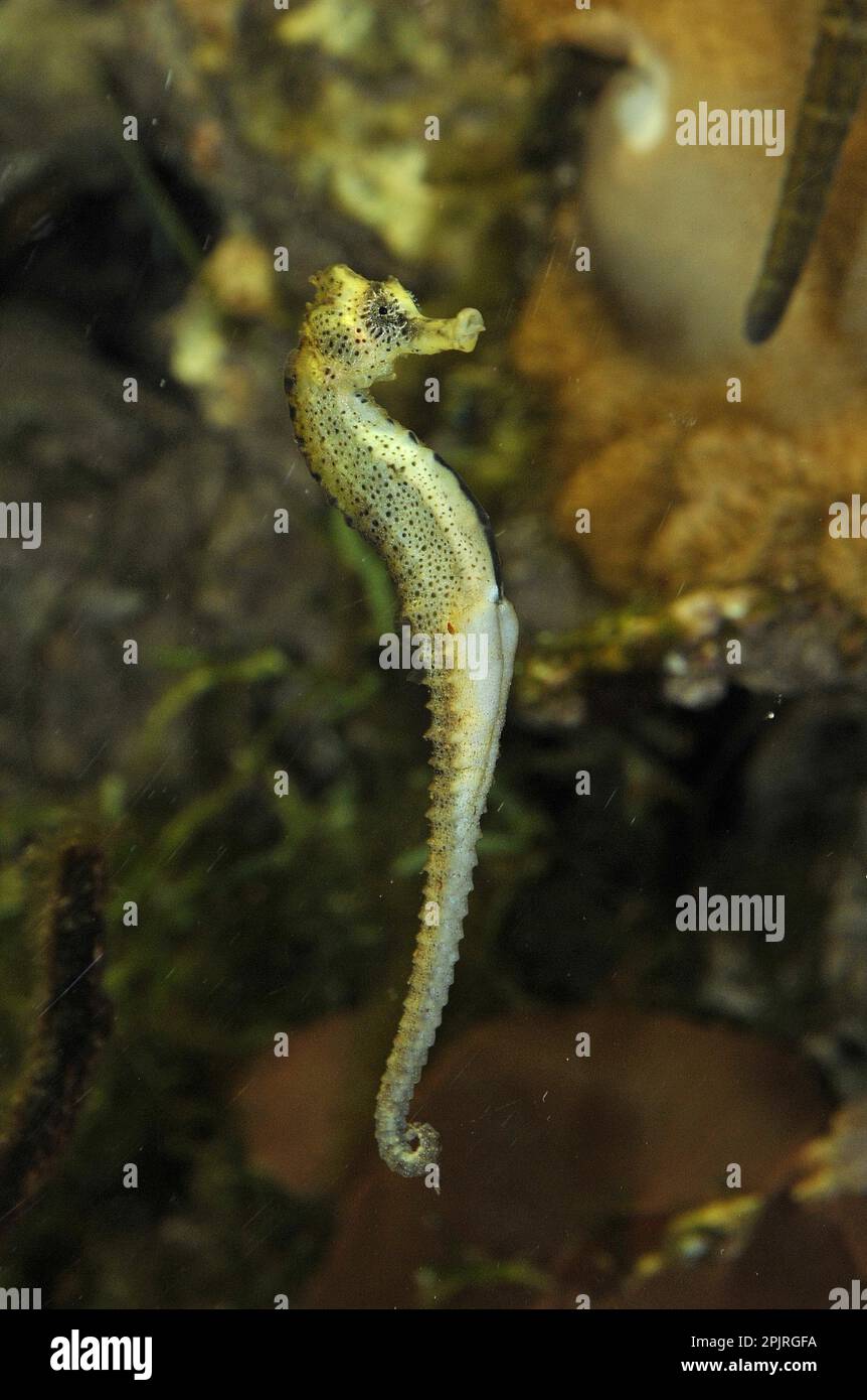 Long-snouted seahorse (Hippocampus reidi Stock Photo - Alamy