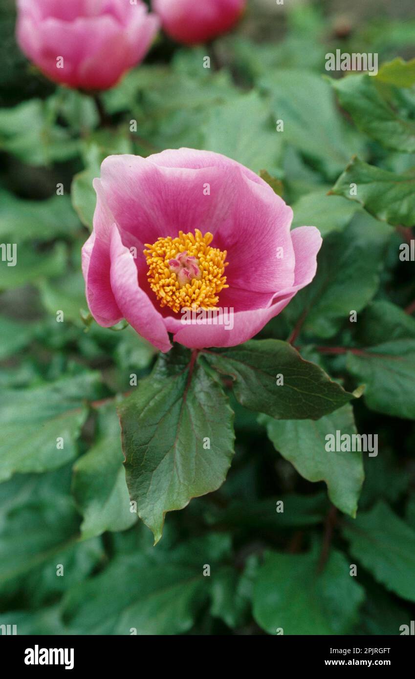 Common Paeony (Paeonia officinalis Stock Photo - Alamy