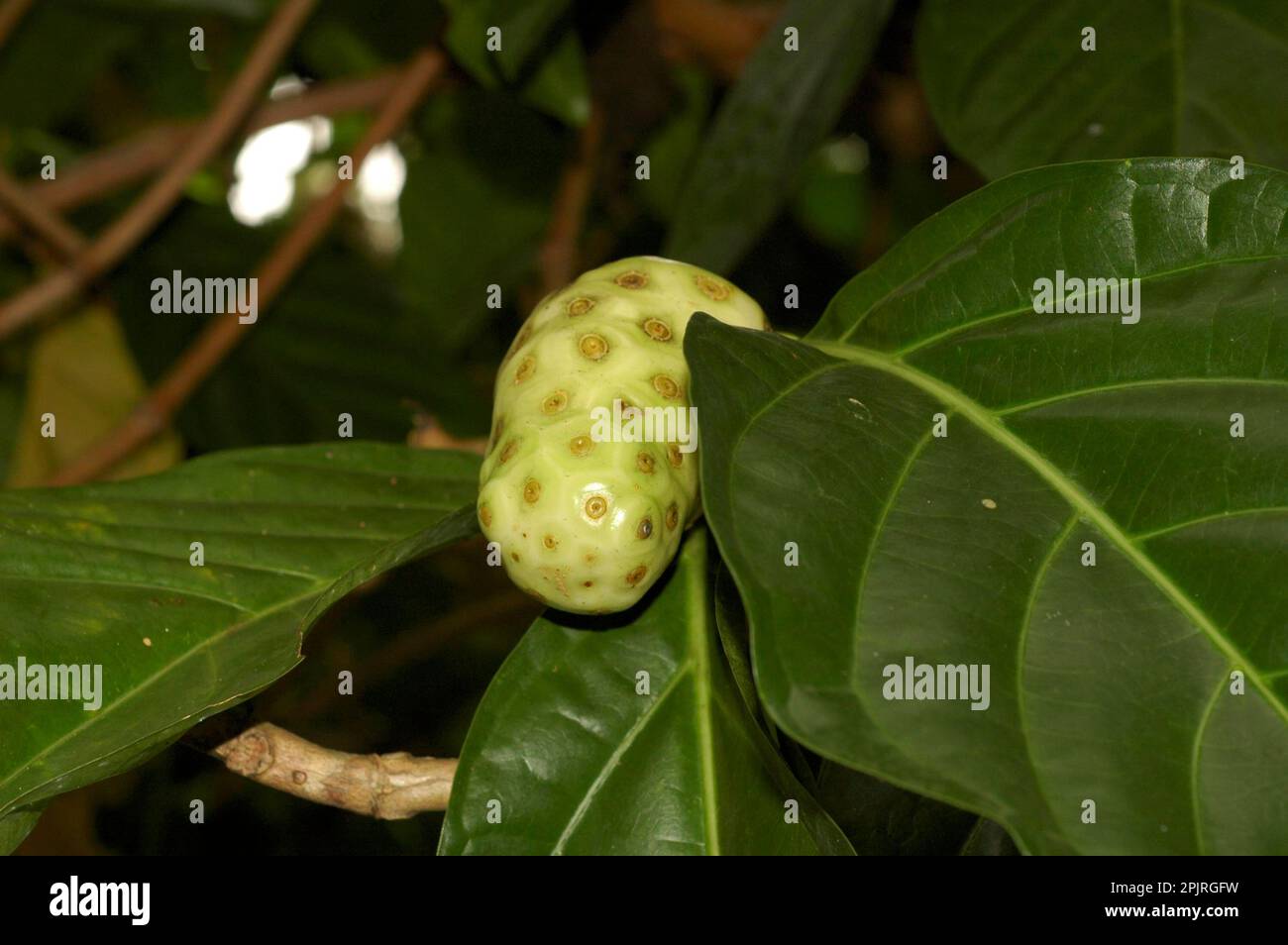 Great morinda (Morinda citrifolia Stock Photo - Alamy