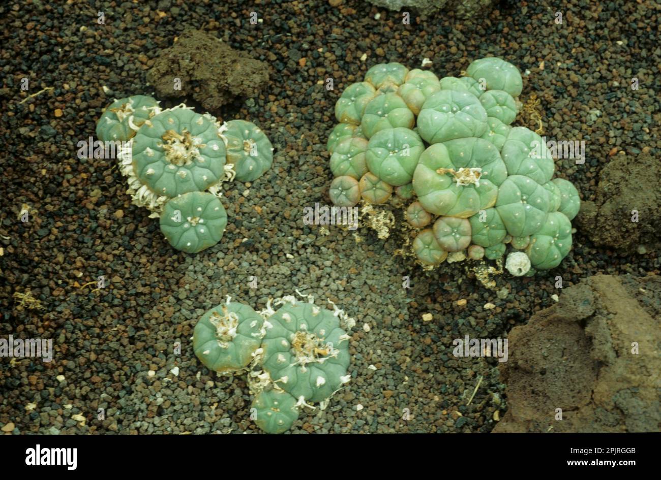 Peyote cactus hi-res stock photography and images - Alamy