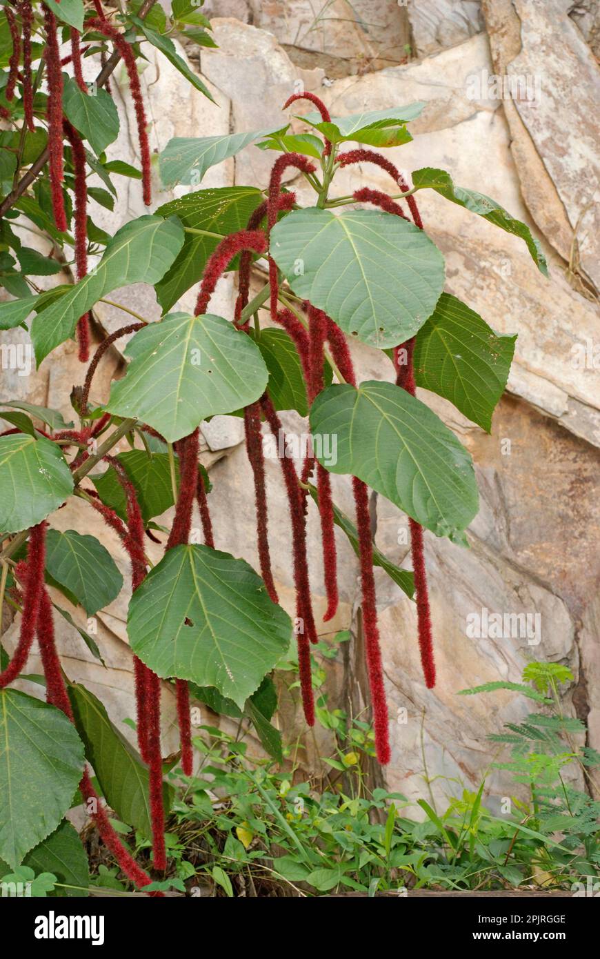 Plant species amaranthaceae hi-res stock photography and images - Alamy