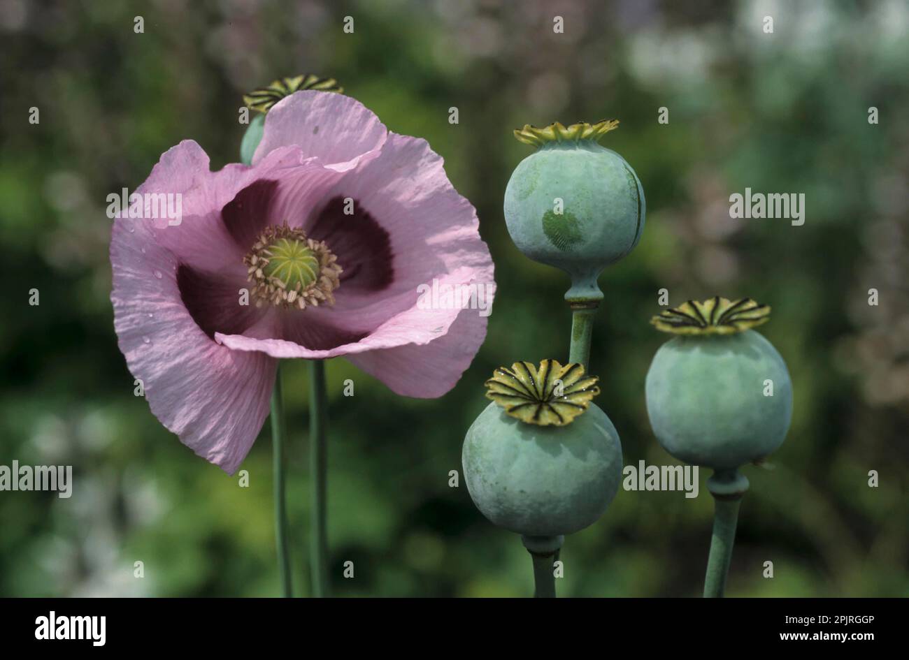 Faded poppy hi-res stock photography and images - Alamy