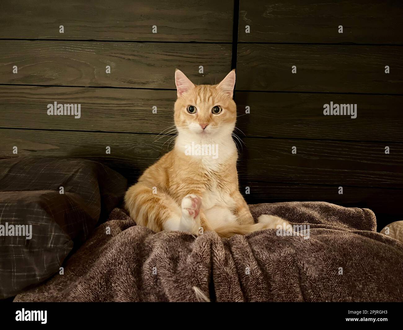 Mika the orange tabby Stock Photo - Alamy