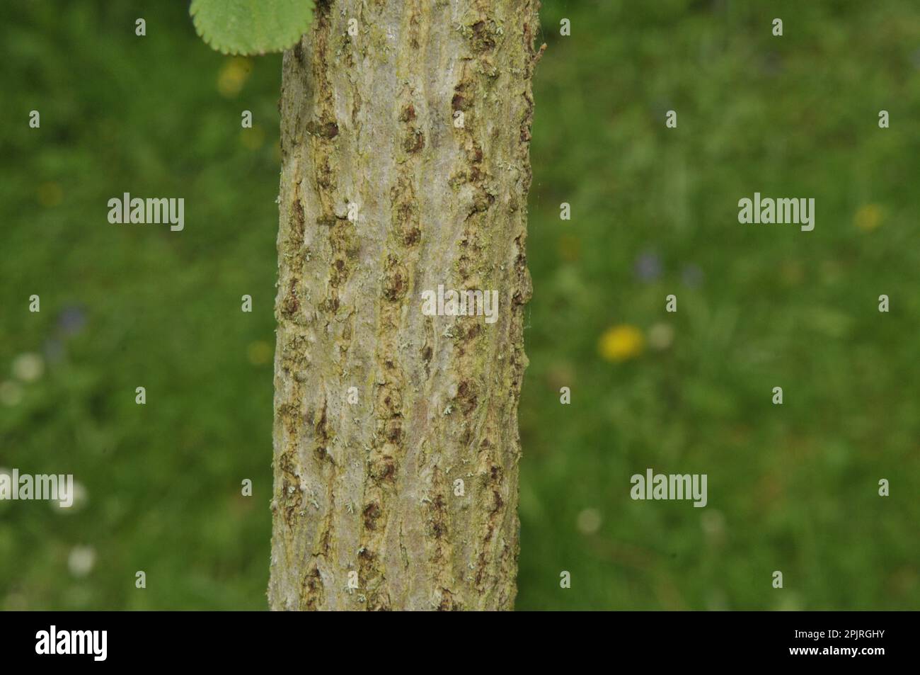 Dwarf elder tree hi-res stock photography and images - Alamy