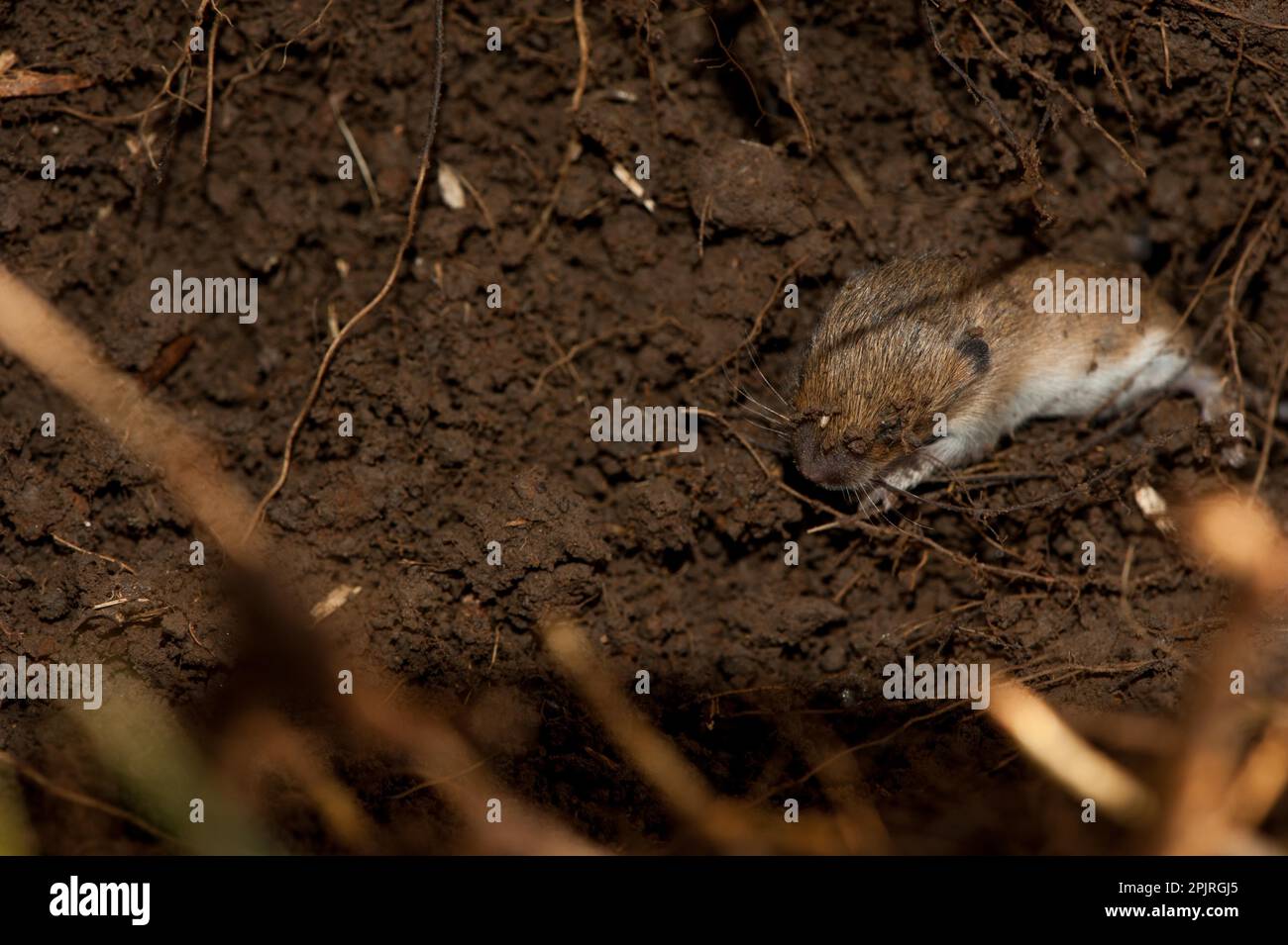 Field mouse, young Stock Photo - Alamy