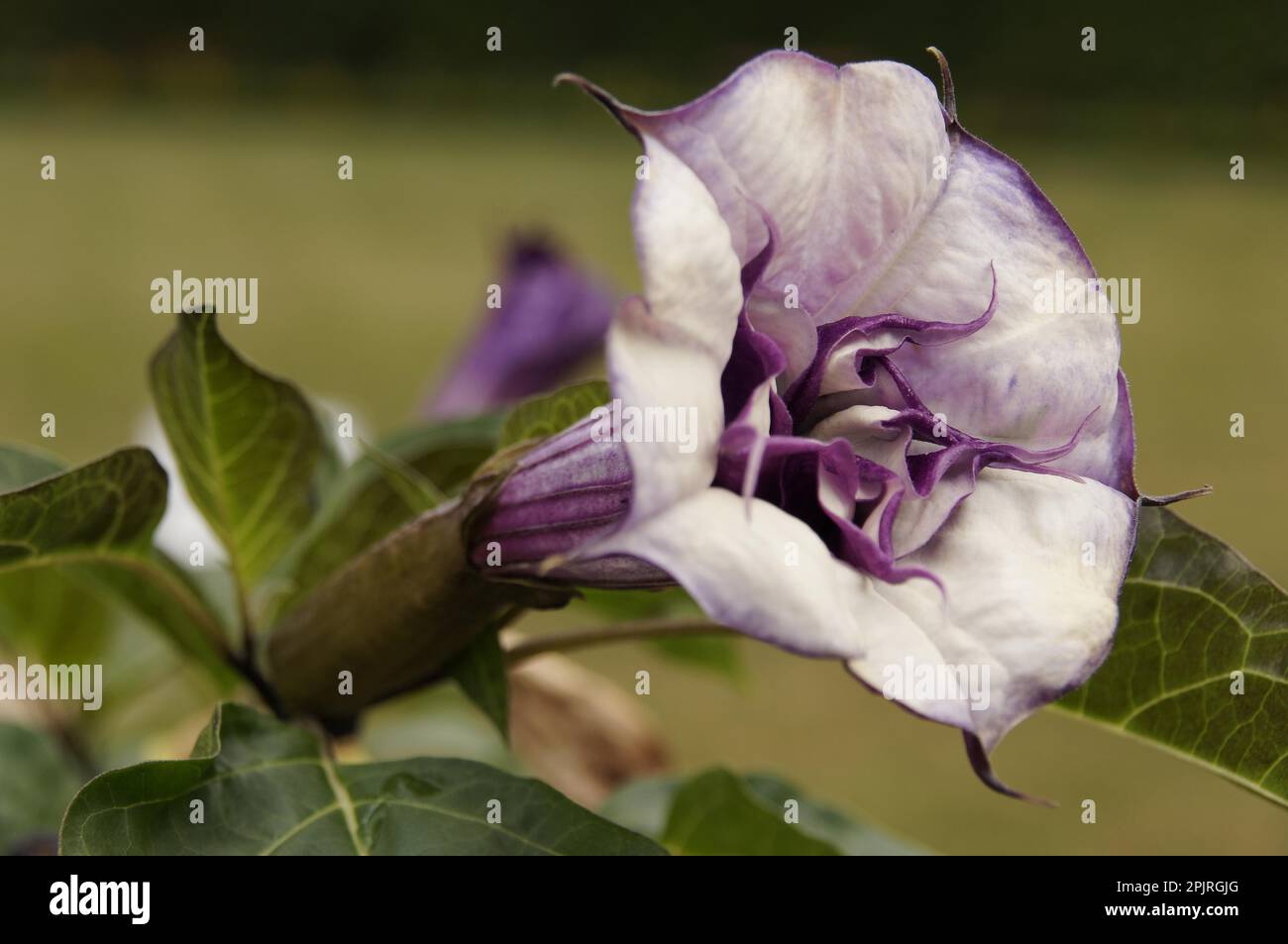 Jimson weed poisonous hi-res stock photography and images - Alamy