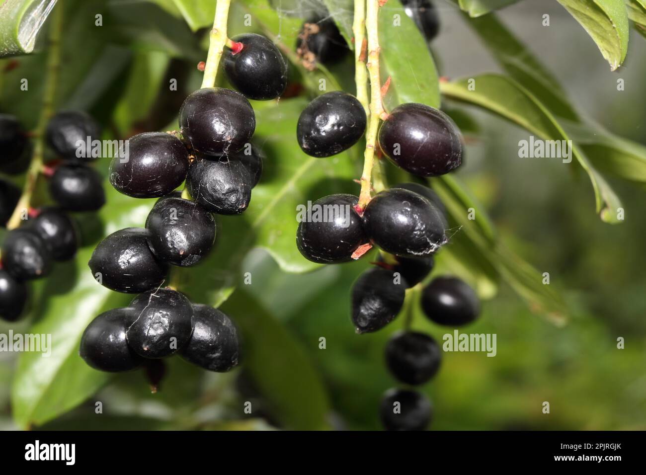 Laurel fruit hi-res stock photography and images - Alamy