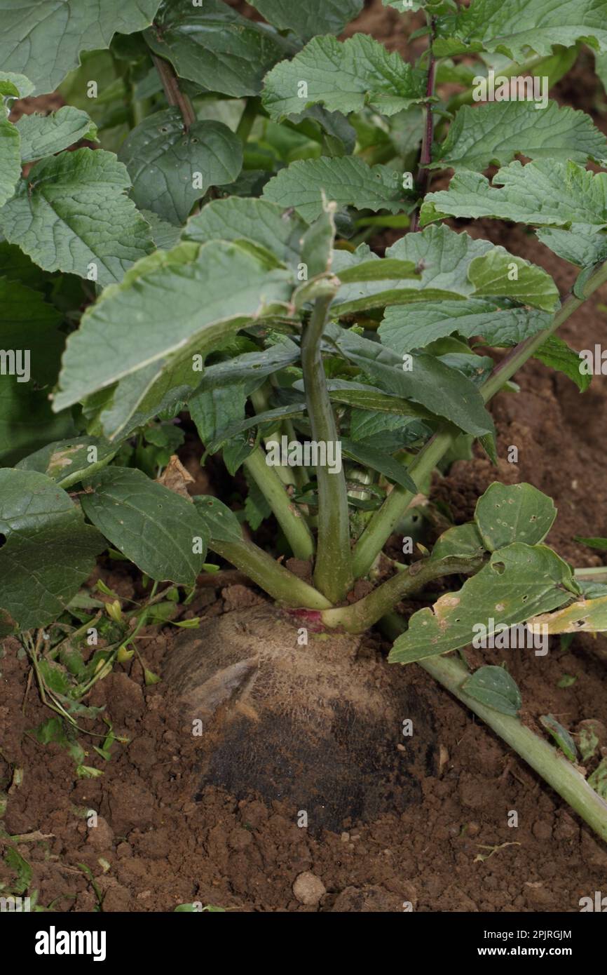 Black winter radish (Raphanus sativus niger Stock Photo - Alamy