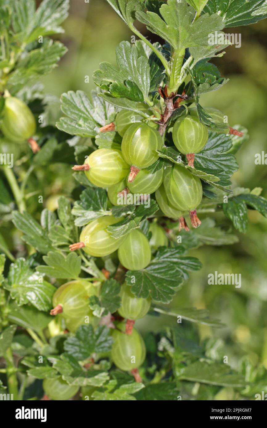 Gooseberry (Ribes uva-crispa Stock Photo - Alamy