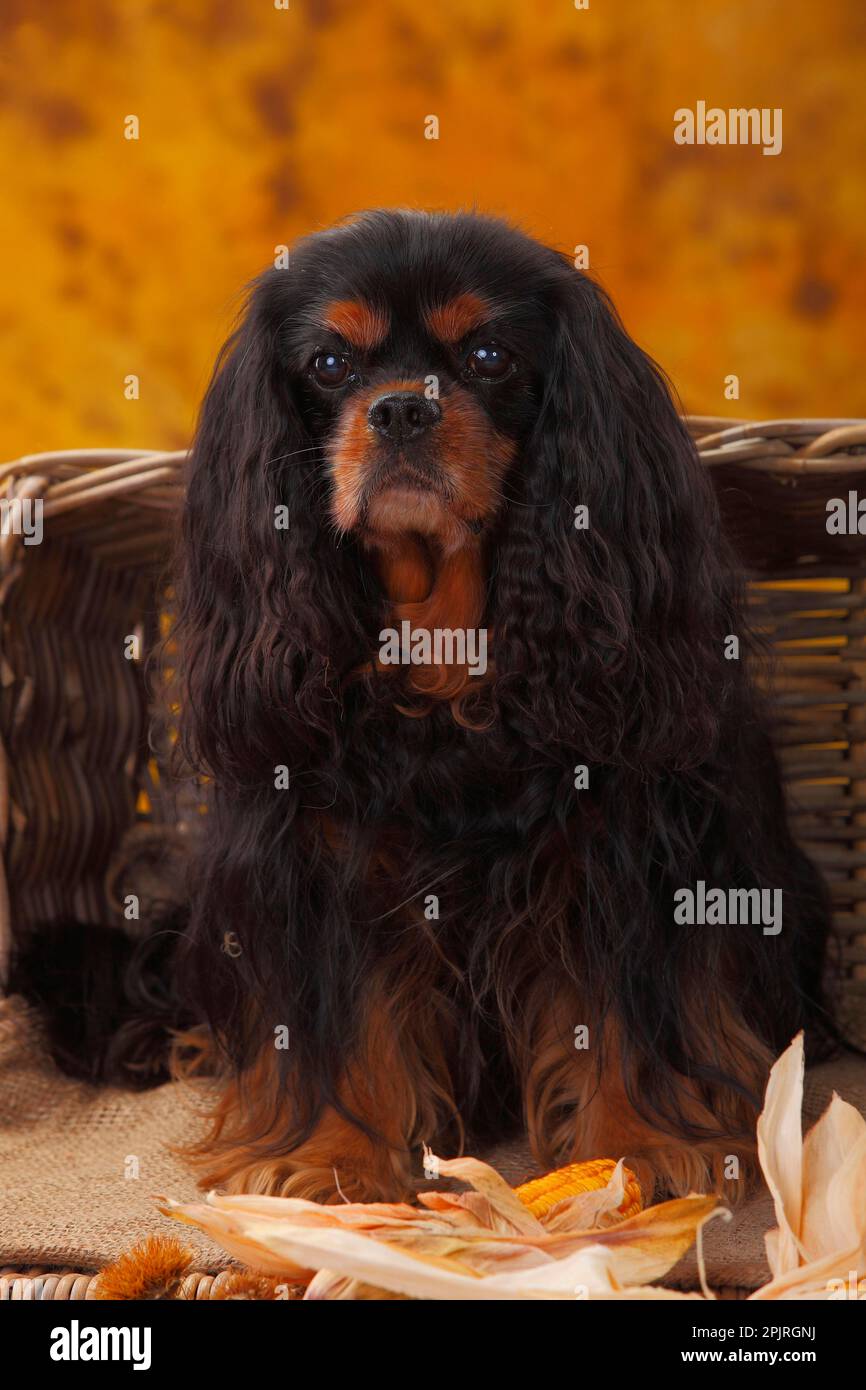 Cavalier King Charles Spaniel, black-brown, male, 12 years old Stock ...