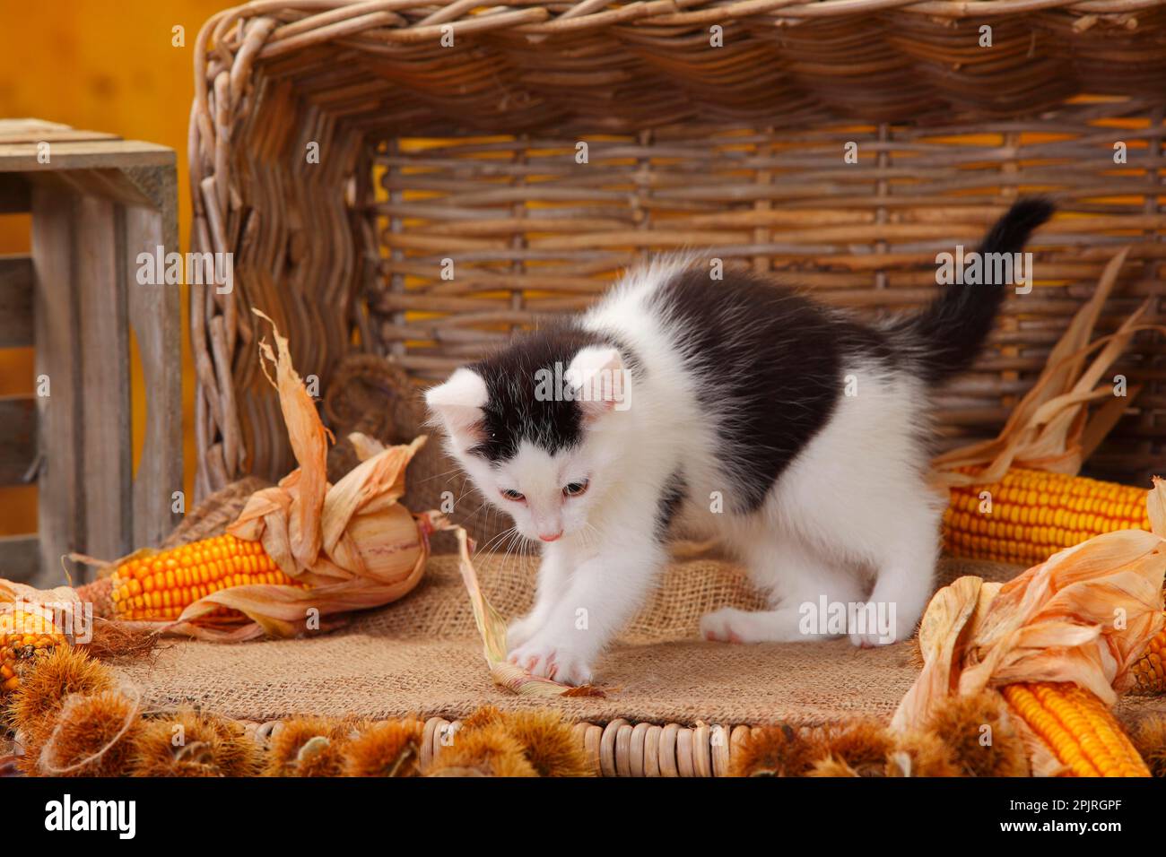 Domestic cat, kitten, 9 weeks Stock Photo - Alamy