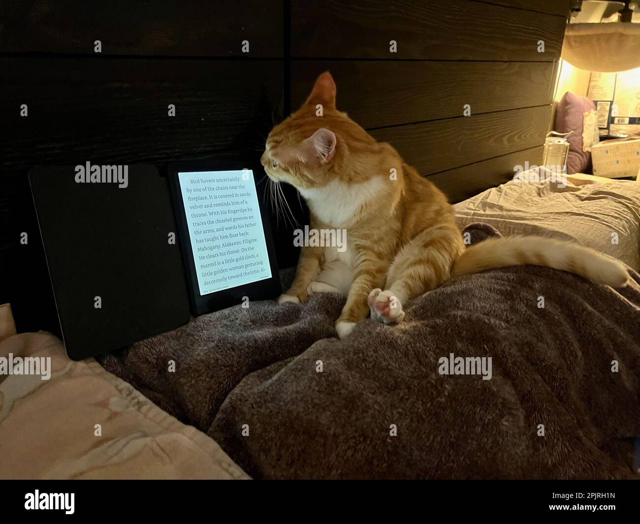 Mika cat hi-res stock photography and images - Alamy