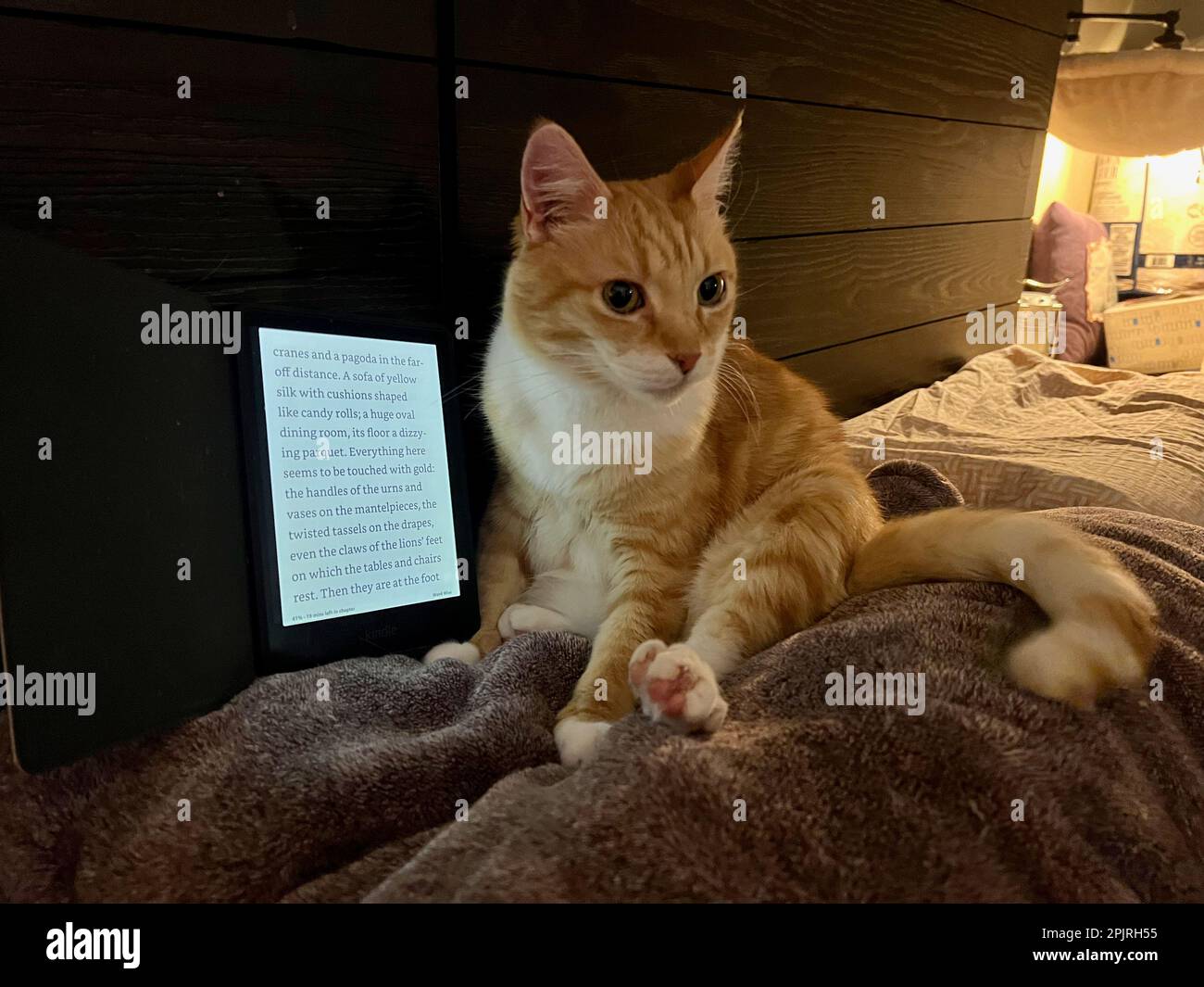 Mika cat hi-res stock photography and images - Alamy
