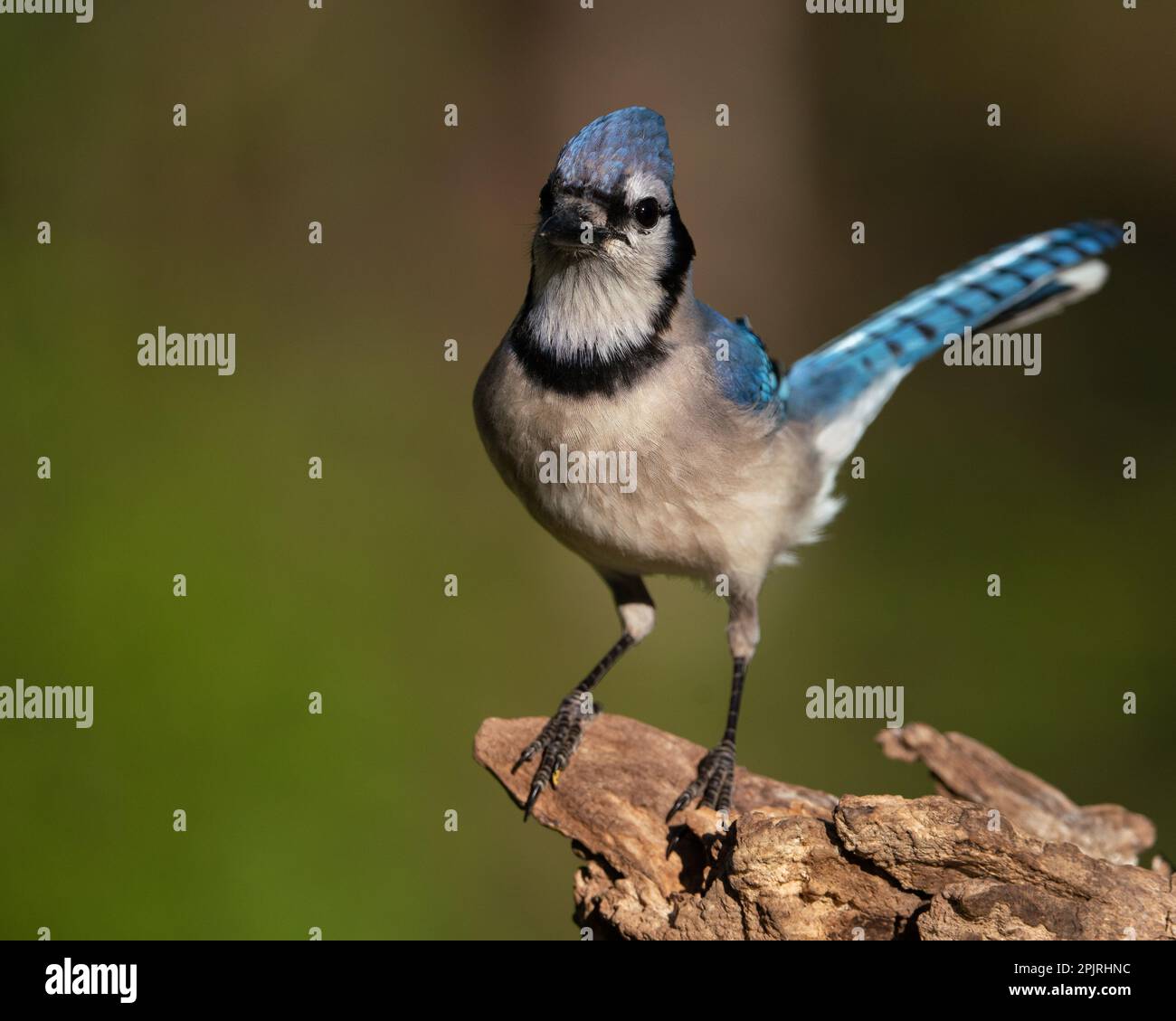 Bluejays hi-res stock photography and images - Alamy