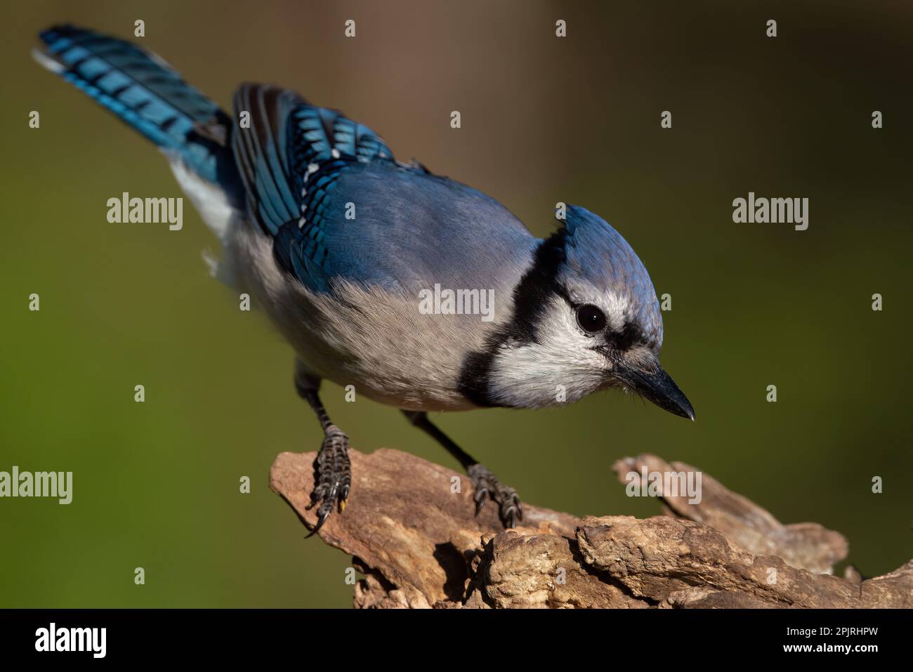 Bending down to take close look hi-res stock photography and images - Alamy