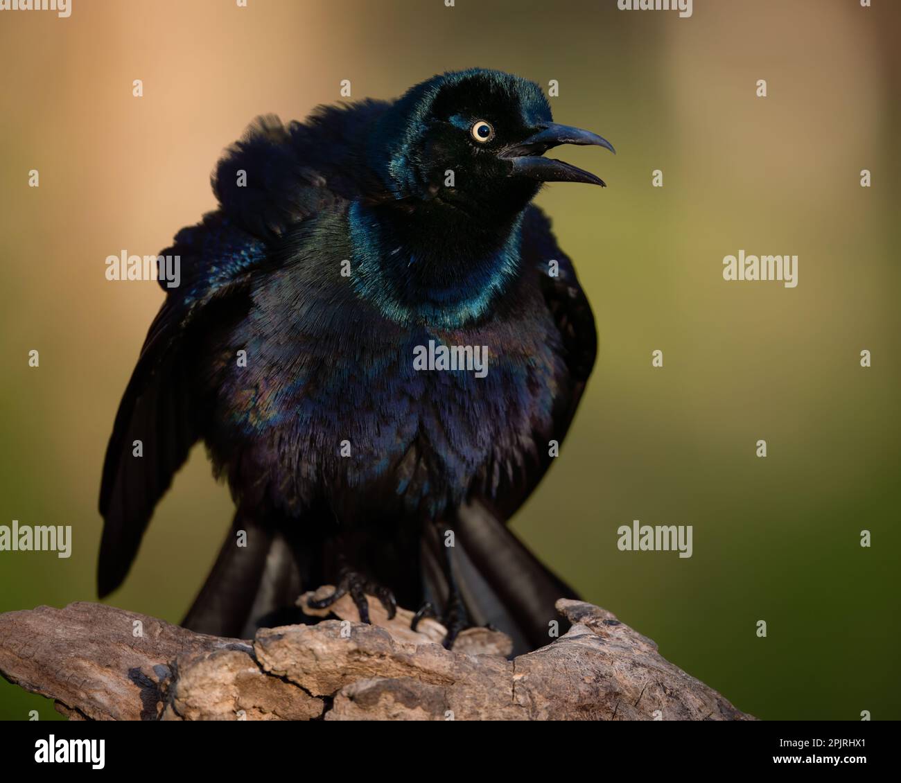 Puffing with beak open hi-res stock photography and images - Alamy