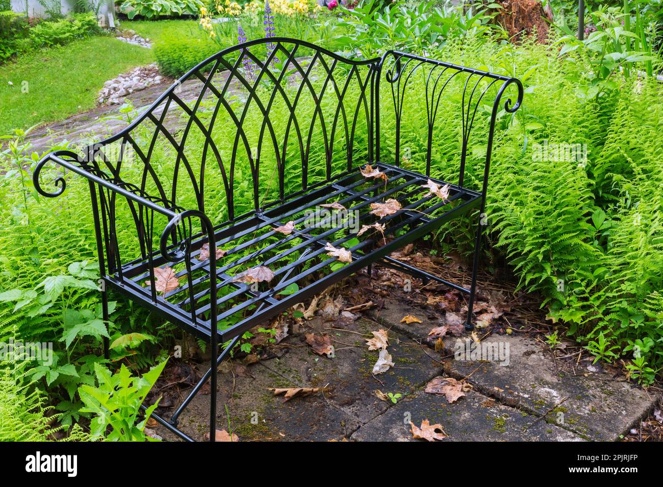 Black wrought iron bench bordered by Matteuccia struthiopteris ...
