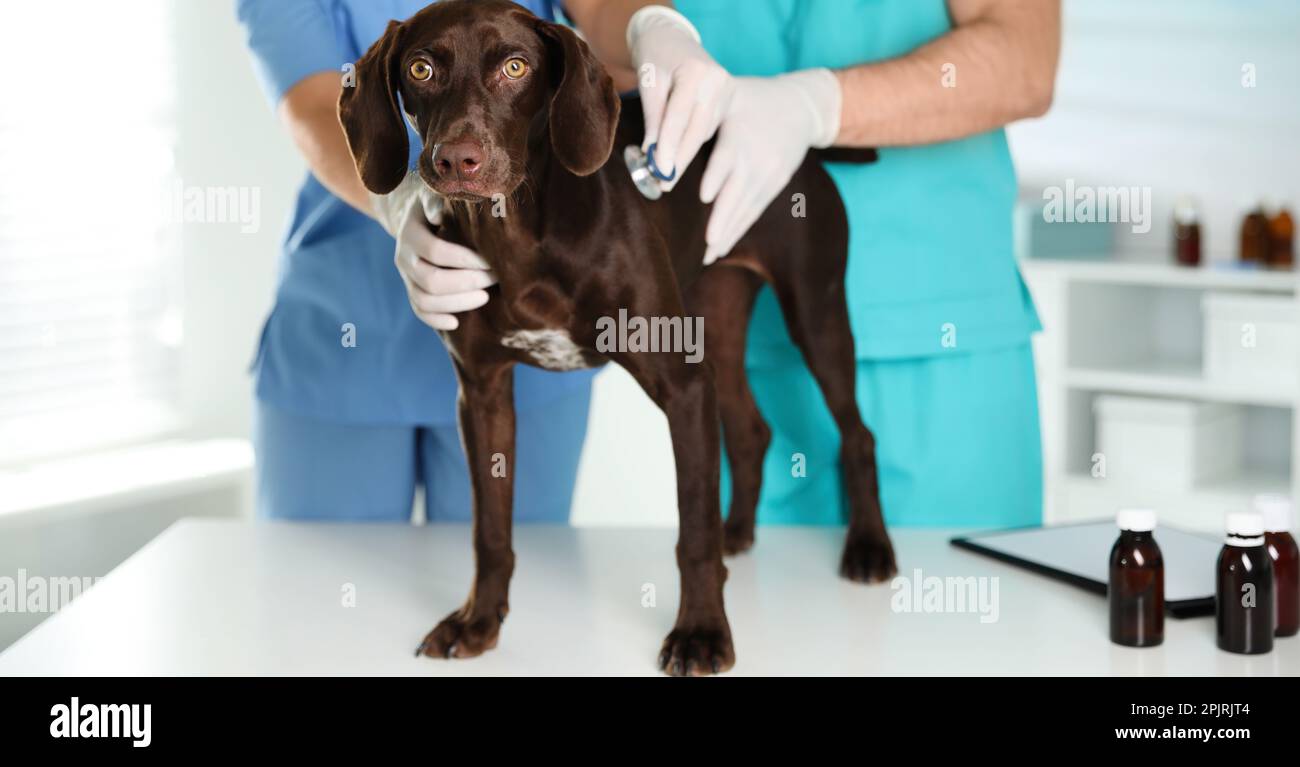 Professional veterinarians examining dog in clinic, closeup. Banner ...