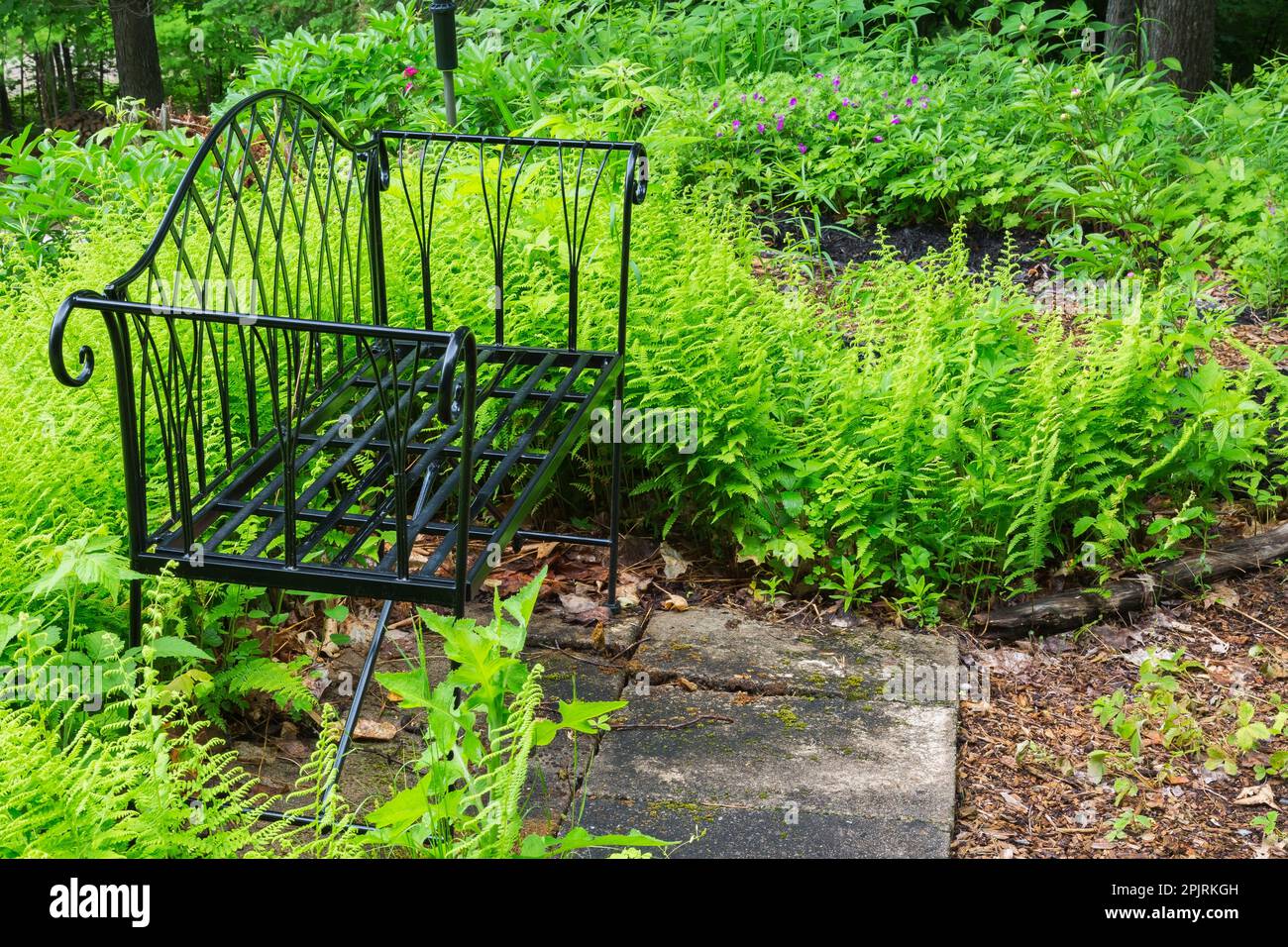 Black wrought iron bench bordered by Matteuccia struthiopteris ...