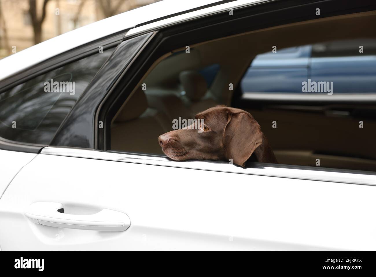 Cute German Shorthaired Pointer dog peeking out window while waiting ...
