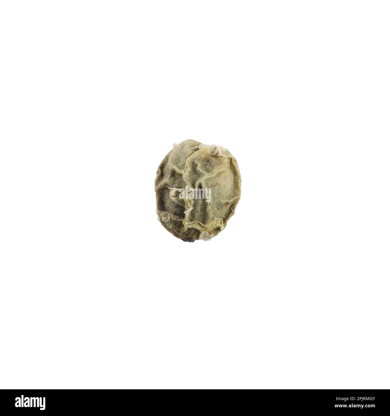One peppercorn isolated on white. Spicy condiment Stock Photo - Alamy