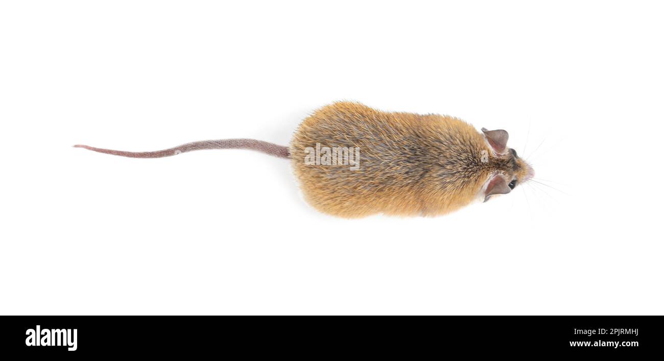 Small cute spiny mouse on white background Stock Photo - Alamy