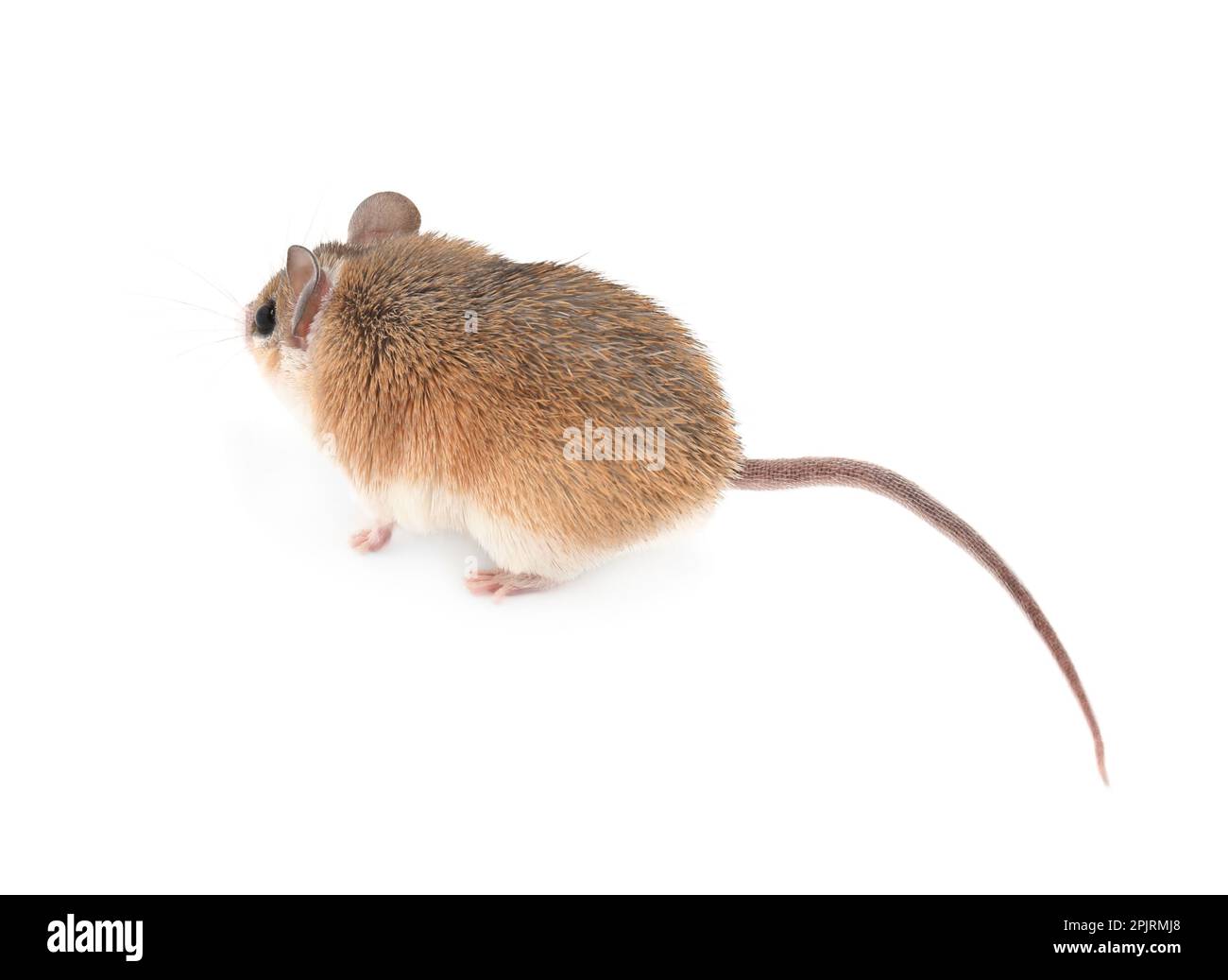 Spiny mouse Cut Out Stock Images & Pictures - Alamy