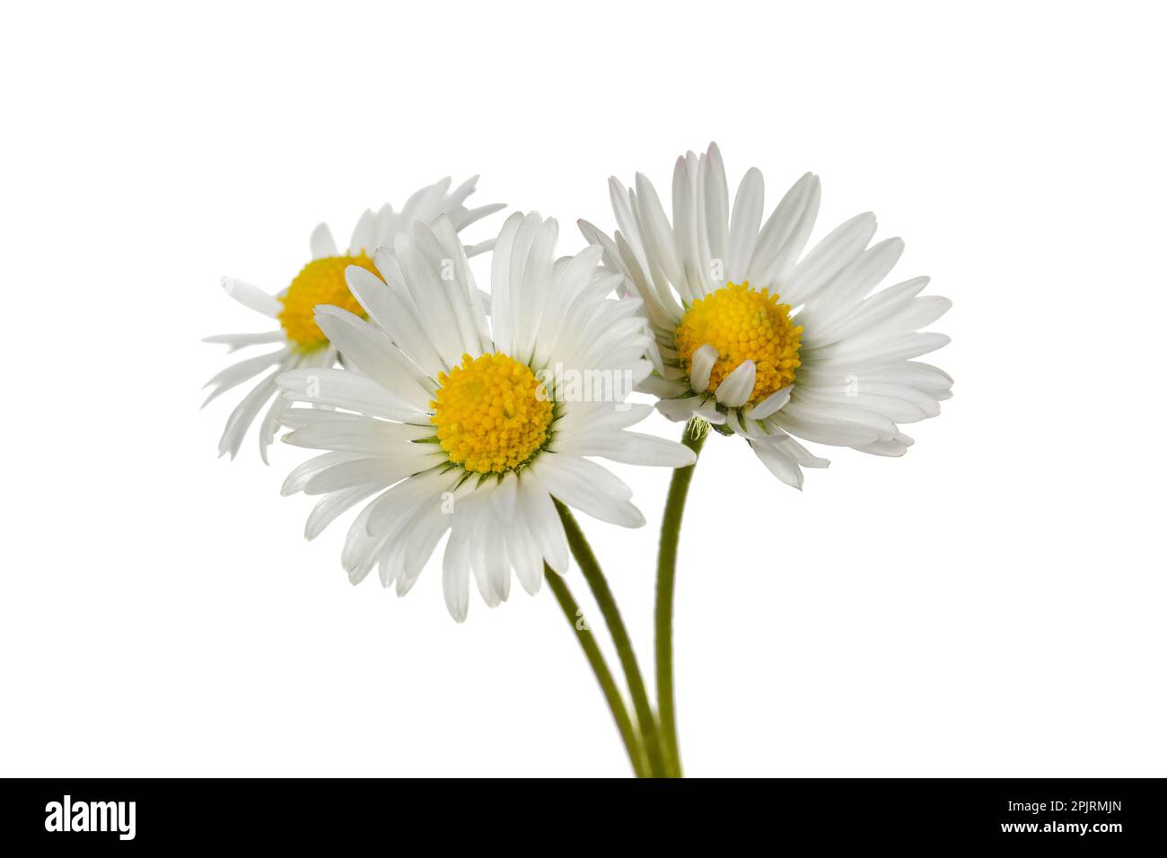 White wild spring flowers floral blooming flowering Cut Out Stock ...