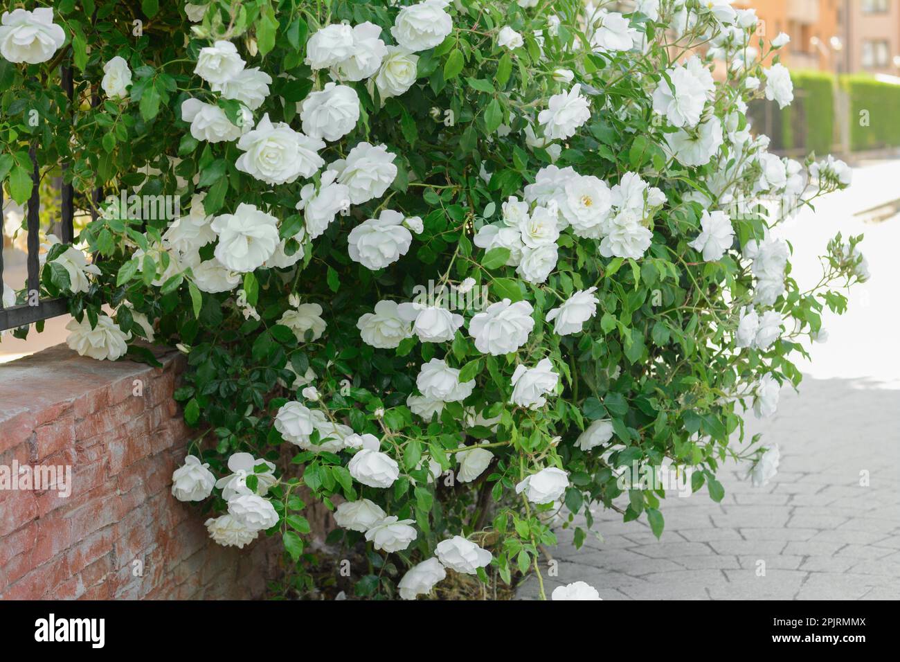 Climbing roses on fence hi-res stock photography and images - Alamy