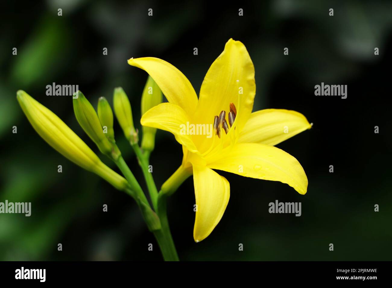 Very beautiful yellow lily hi-res stock photography and images - Alamy