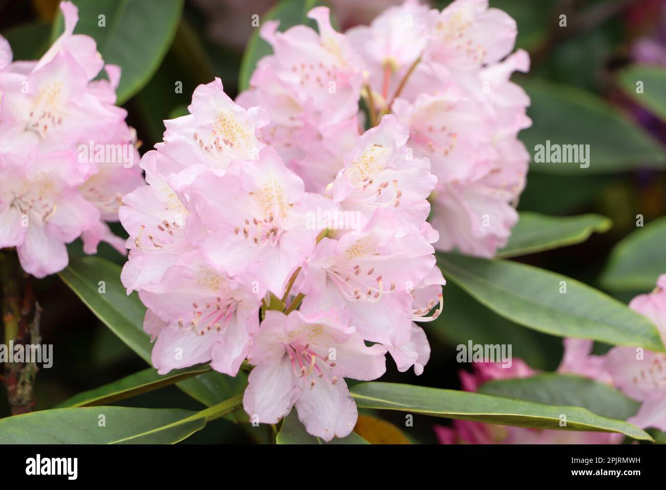 Beautiful rhododendron flowers on bush outdoors, closeup Stock Photo ...