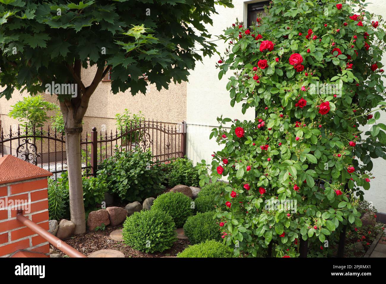 Different beautiful plants behind fence outdoors. Gardening and ...