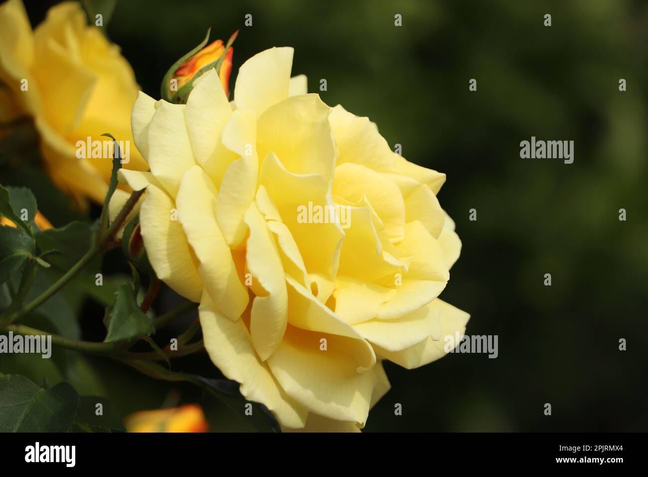 Yellow rose bush growing outside hi-res stock photography and images ...